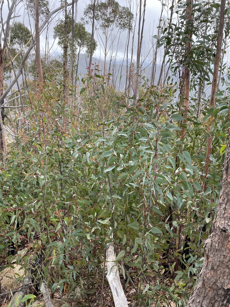 Silvertop Ash from Namadgi National Park, Paddys River, ACT, AU on ...