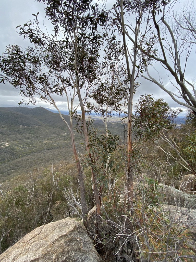 Silvertop Ash from Namadgi National Park, Paddys River, ACT, AU on ...