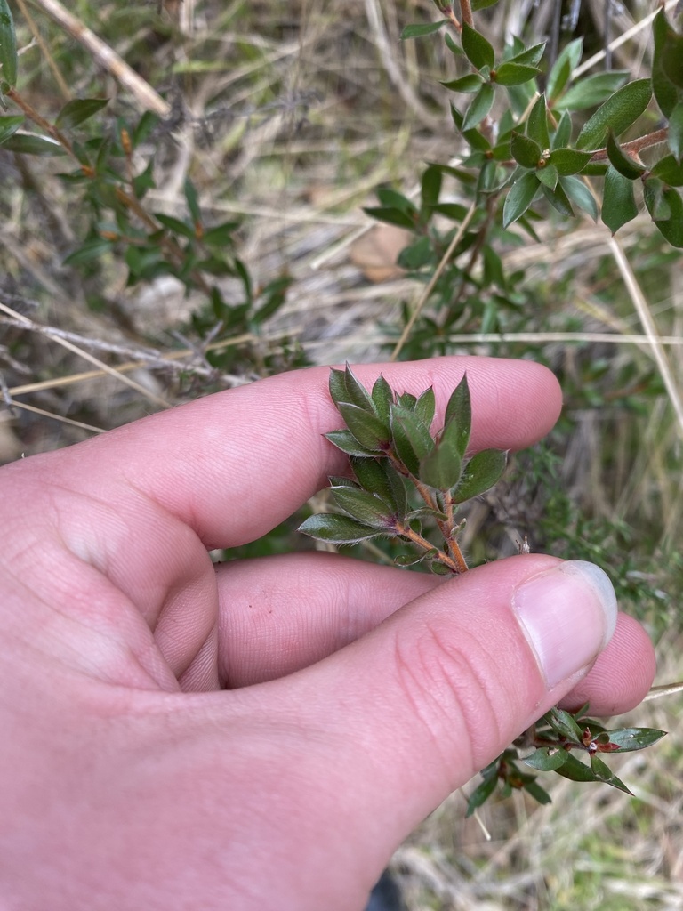 mountain tea-tree from Namadgi National Park, Paddys River, ACT, AU on ...