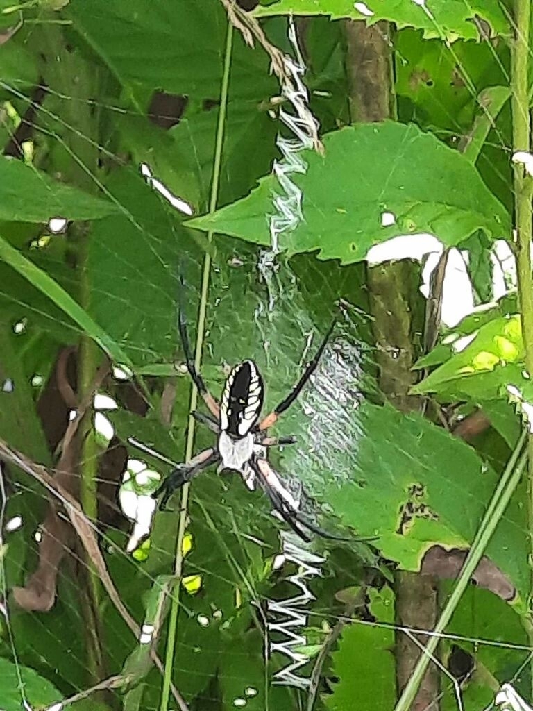 Yellow Garden Spider from Holland, OH 43528, USA on August 27, 2023 by ...