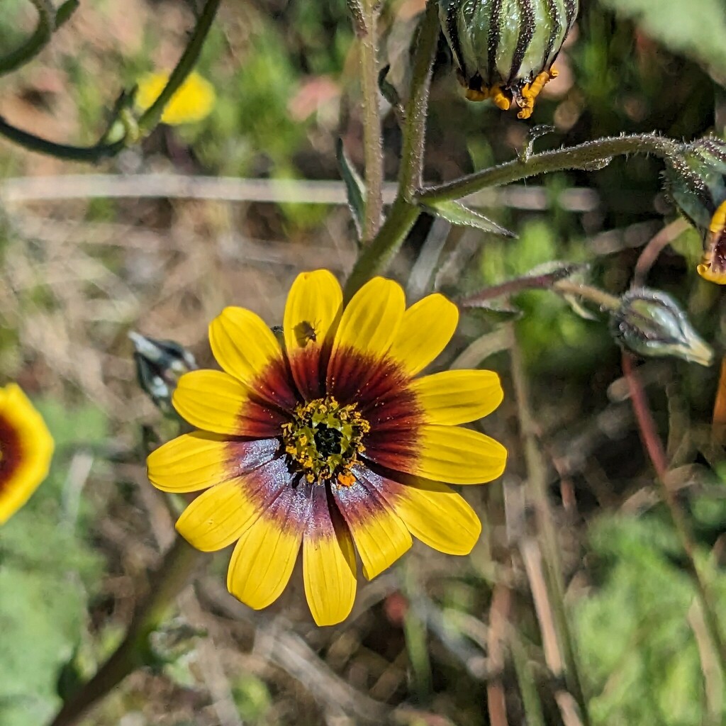one-eye monster from Tienie Versfeld Nature Reserve on August 19, 2023 ...