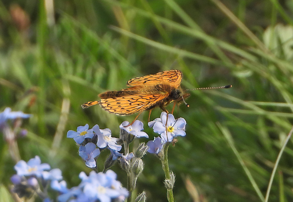 Bog Fritillary from Nalaix, Mongolia on June 21, 2023 at 05:49 PM by ...