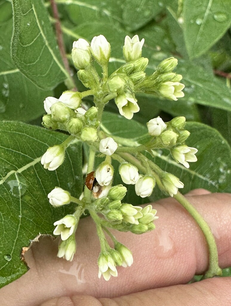 hemp dogbane from US Hwy 72 at Flint River, Madison Co., AL, USA on ...