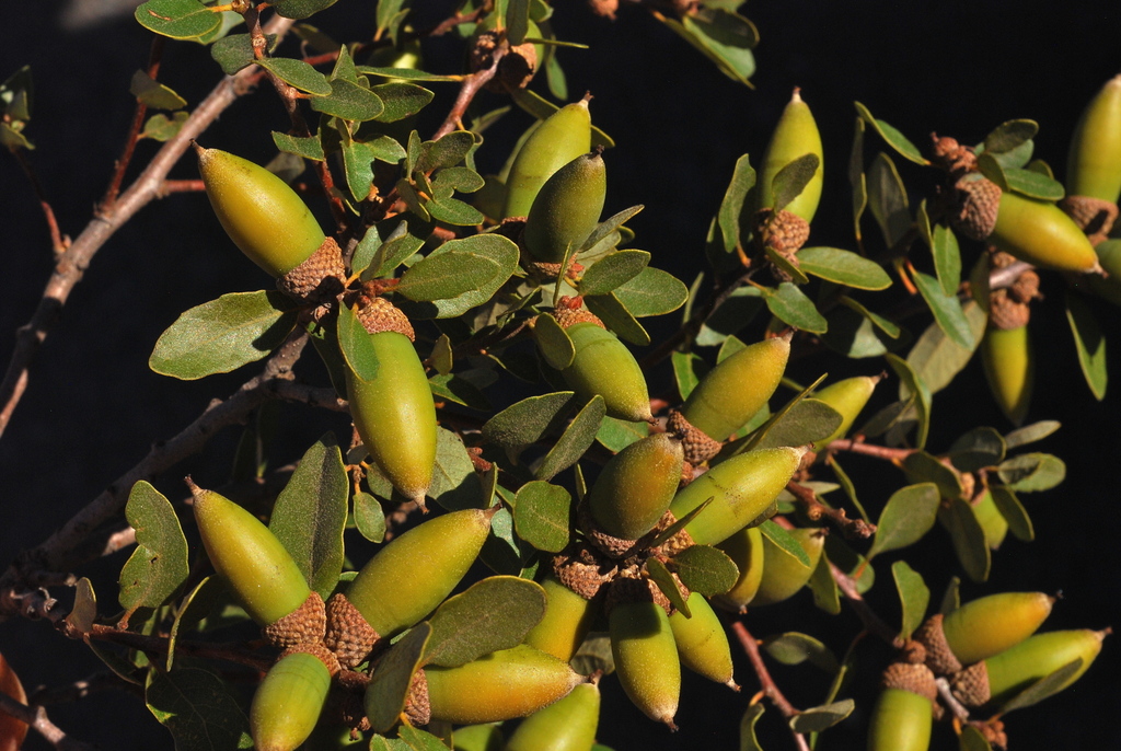 Torrey's Hybrid Oak (Quercus × acutidens) - Botanical Realm