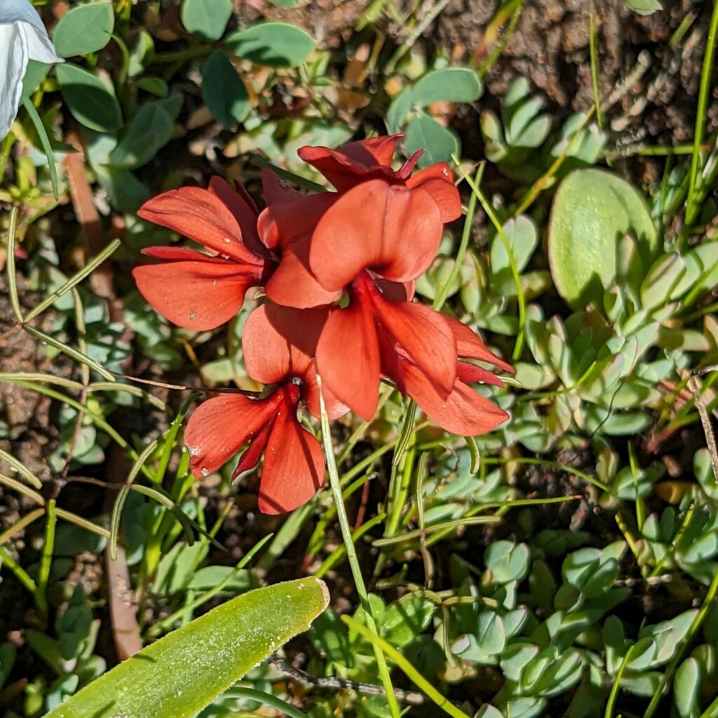 Trailing Indigo from Tienie Versfeld Nature Reserve on August 19, 2023 ...