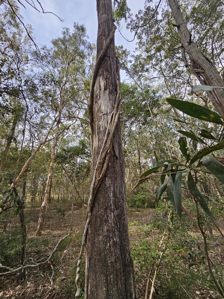 Common Silkpod in July 2023 by pcopping_ecp · iNaturalist