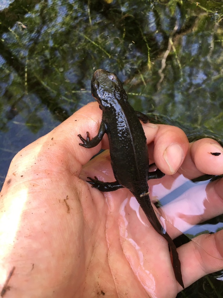 Japanese Fire-bellied Newt in April 2021 by daichi2023 · iNaturalist