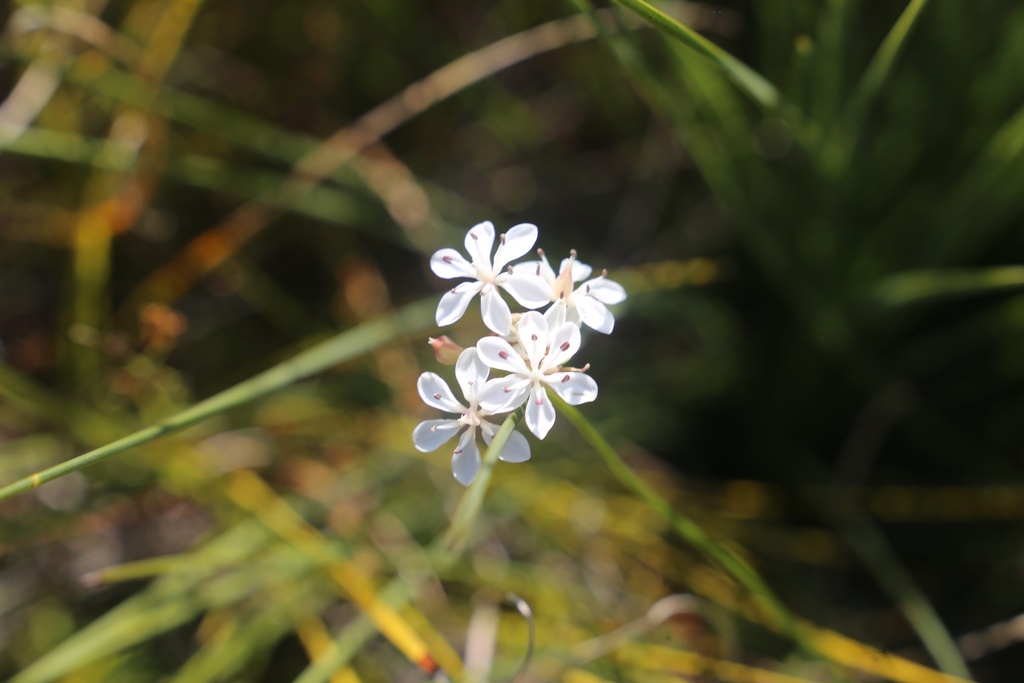 Milkmaids from Noosa National Park, Marcus Beach, QLD, AU on August 27 ...