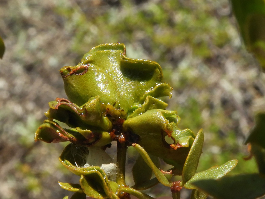 Contarinia from Organ Pipe Cactus National Monument, Arizona, USA on ...