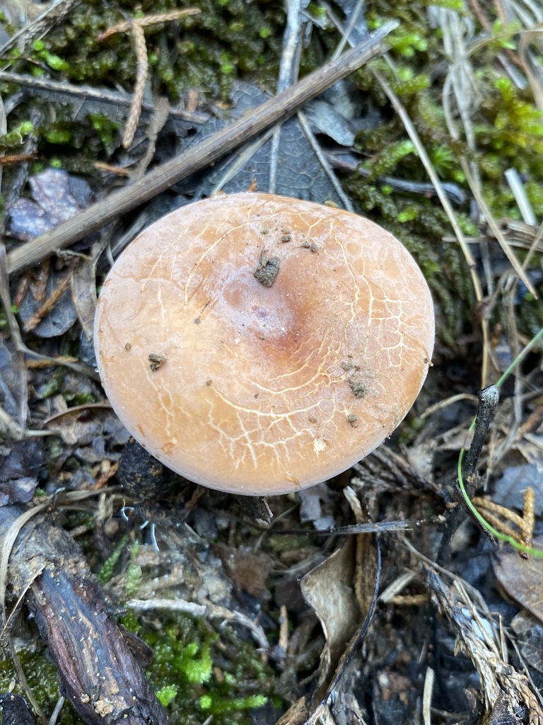 Weeping Milk Cap in August 2023 by jim · iNaturalist