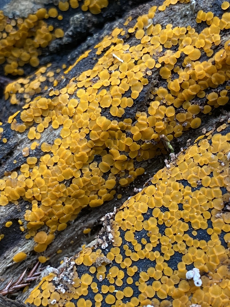 Leotiomycetes in August 2023 by jim · iNaturalist