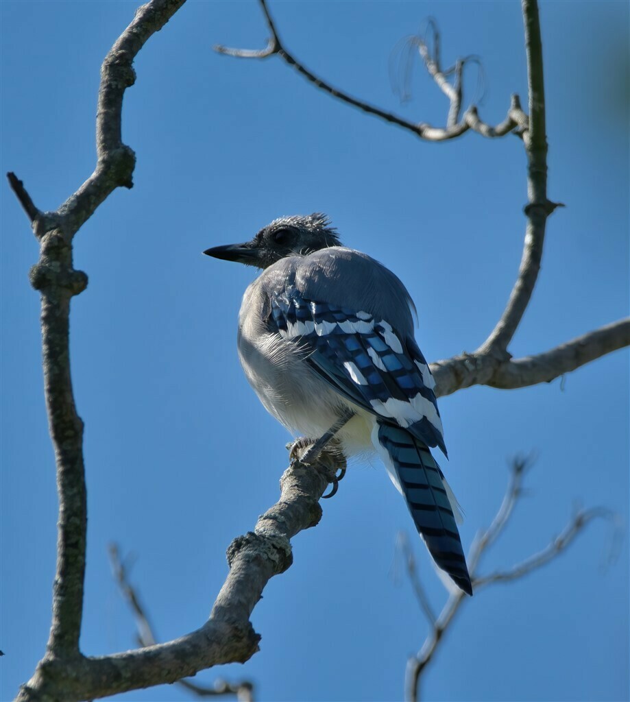 Blue Jay from Markham, ON, Canada on August 27, 2023 at 10:08 AM by ...