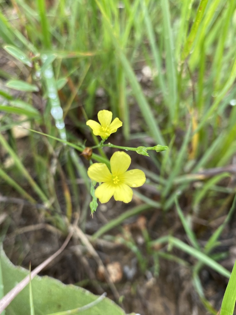 Grooved Yellow Flax in August 2023 by jim. Glands at base of leaves ...