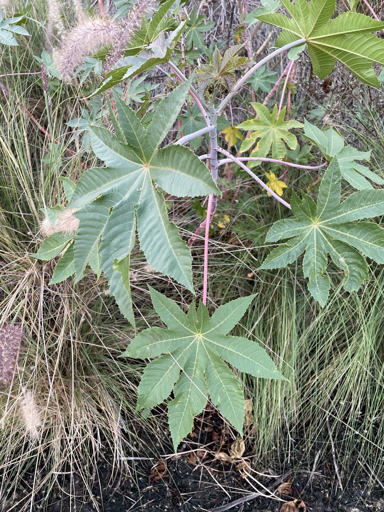 castor bean from Mission Trails Golf Course, San Diego, CA, US on ...