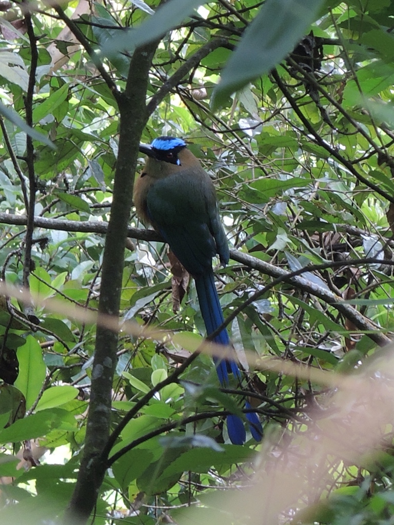 Blue-crowned and Russet-crowned Motmots from Reserva Natural Nirvana ...