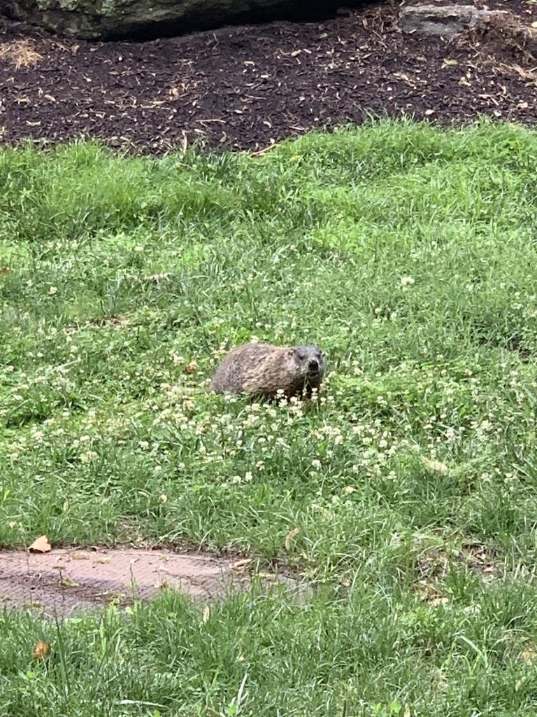 Groundhog from Philadelphia Museum of Art, Philadelphia, PA, US on July ...