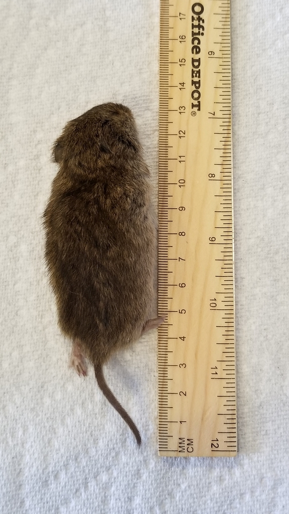 Prairie Vole (Microtus ochrogaster) - Know Your Mammals