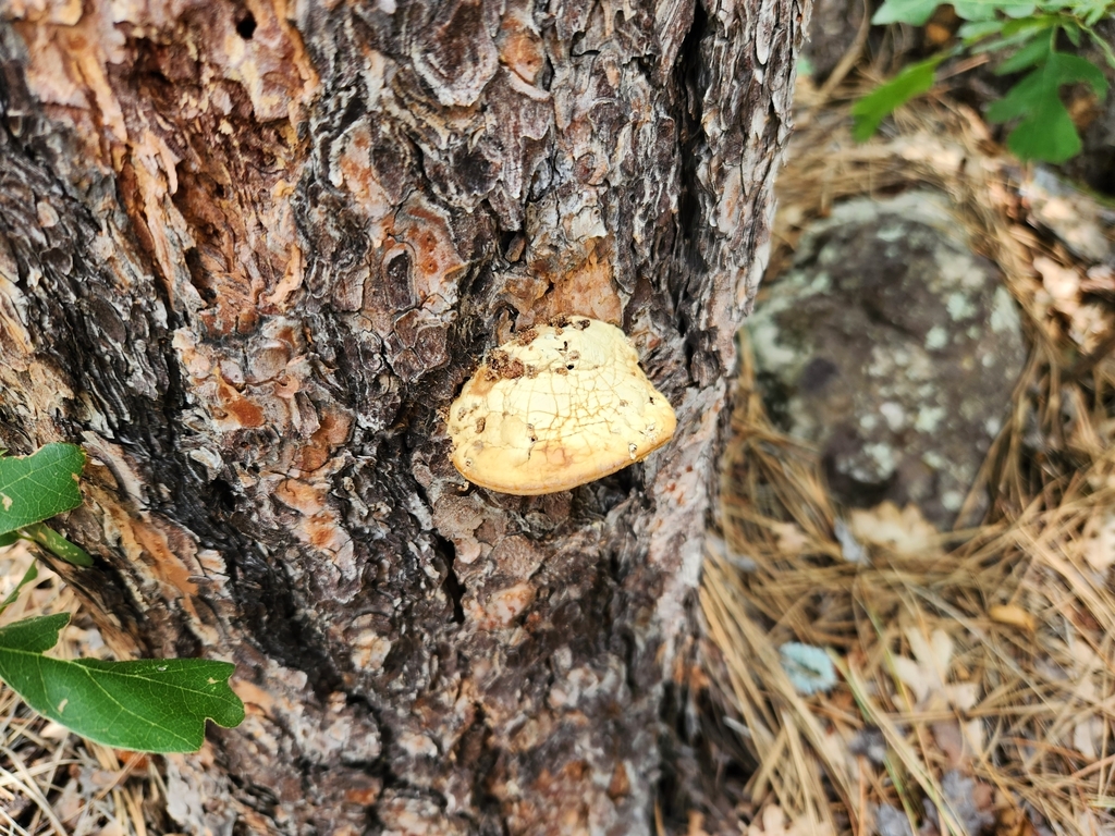 Veiled Polypore from Mormon Lake on August 26, 2023 at 11:20 AM by ...