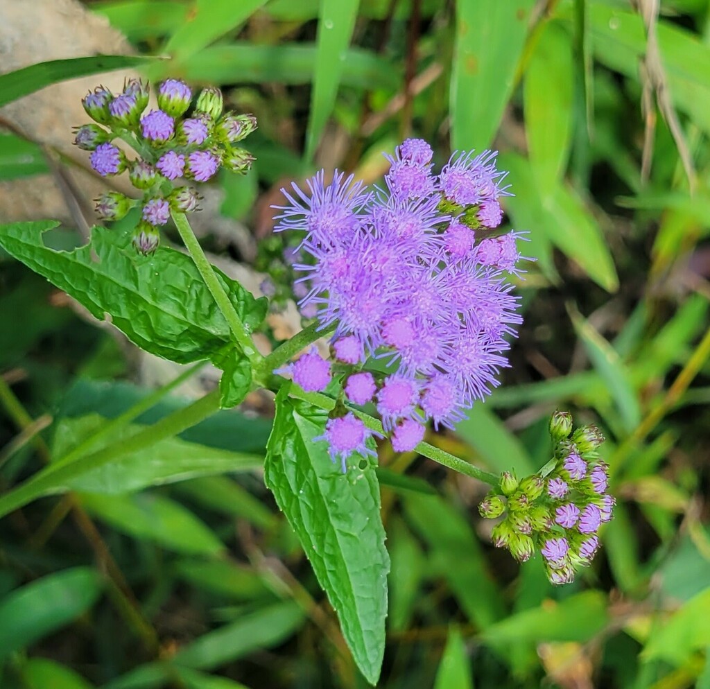 blue mistflower from Baltimore, MD, USA on August 27, 2023 at 12:48 PM ...
