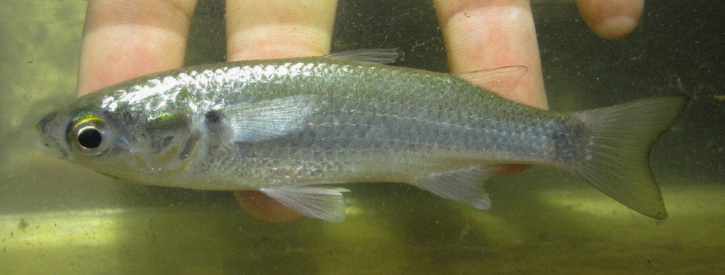 Speigler's mullet (Osteomugil speigleri) - Marine Life Identification