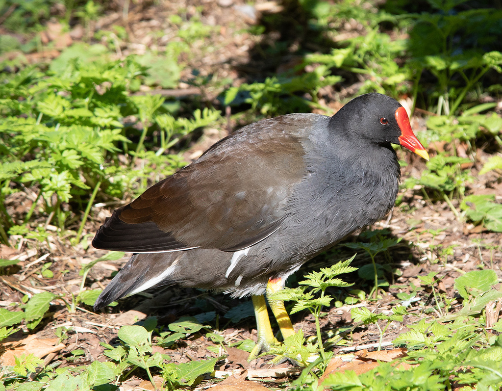 Common Moorhen from St James's Park, London, England, GB on August 23 ...
