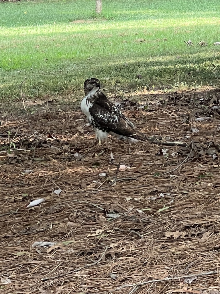 Red-tailed Hawk from University of Georgia, Athens, GA, US on August 27 ...