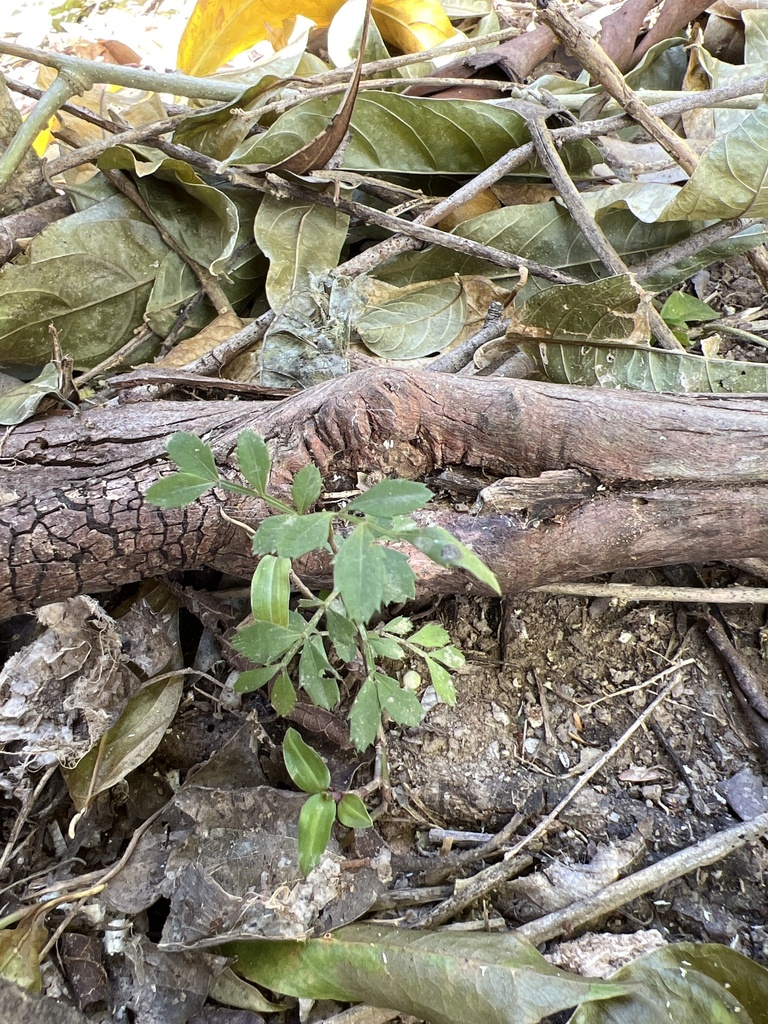 Guioa from Tree Fern Cl, Coffs Harbour, NSW, AU on August 28, 2023 at ...