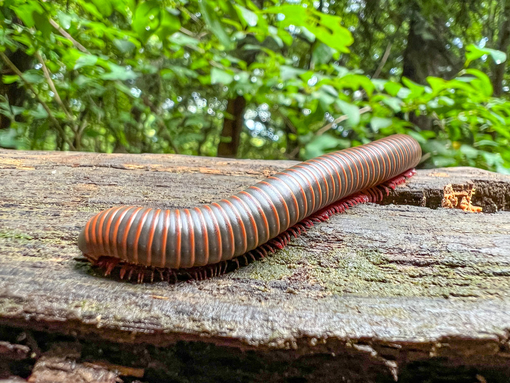 American Giant Millipede Complex from Hocking Hills State Park ...