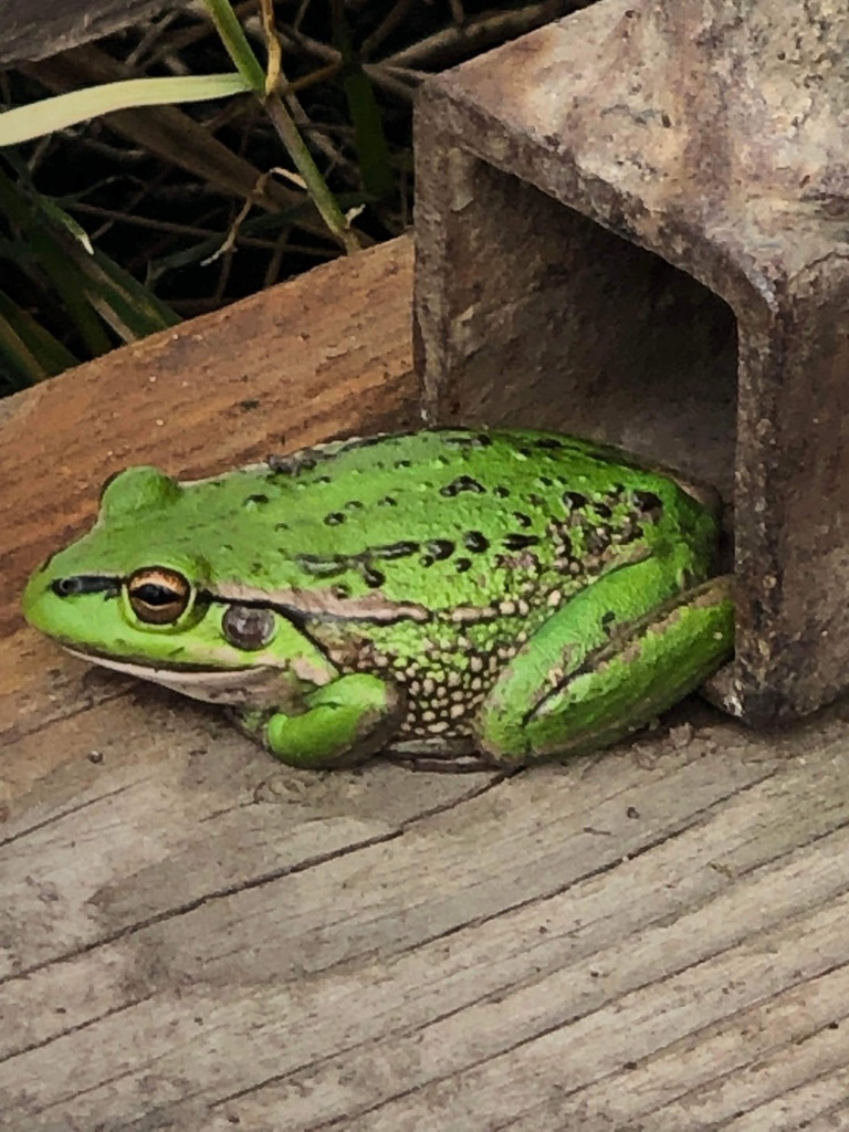 Southern Bell Frog in August 2023 by Dylan Wishart · iNaturalist