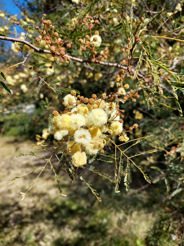 Senegalia praecox from Paraná, Entre Ríos, Argentina on August 26, 2023 ...