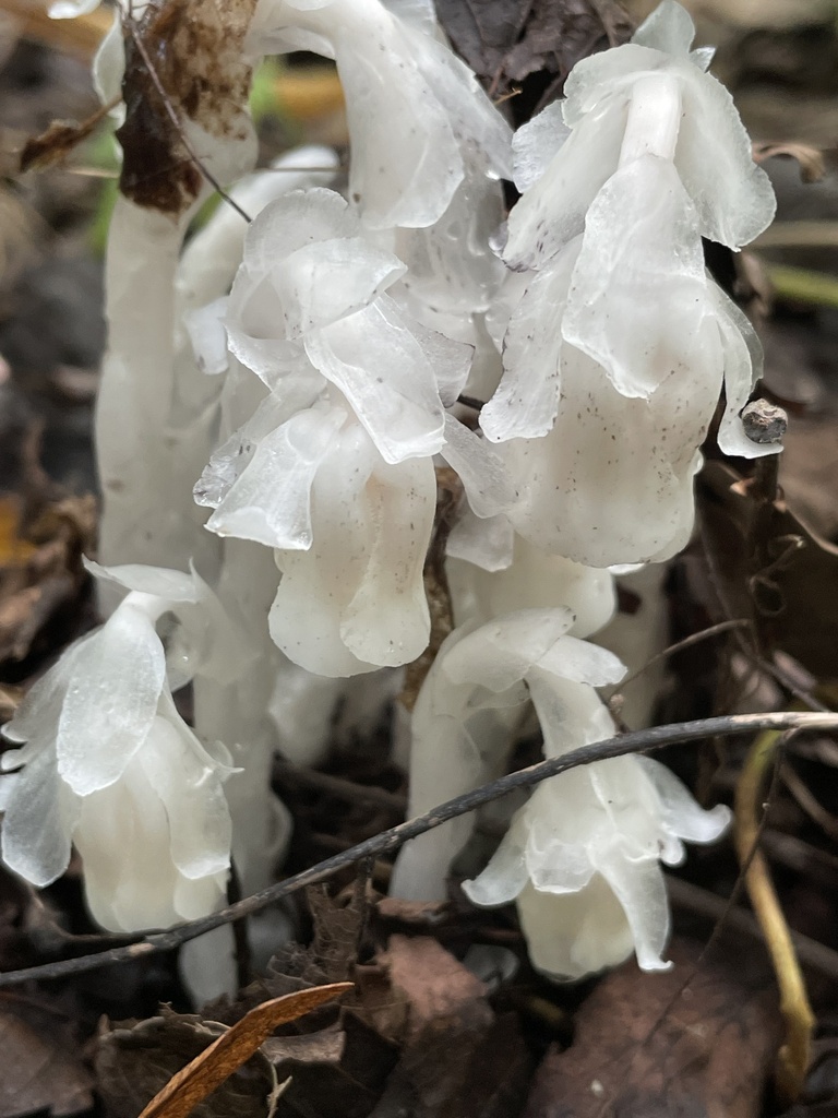 Ghost Pipe in August 2023 by hminser · iNaturalist