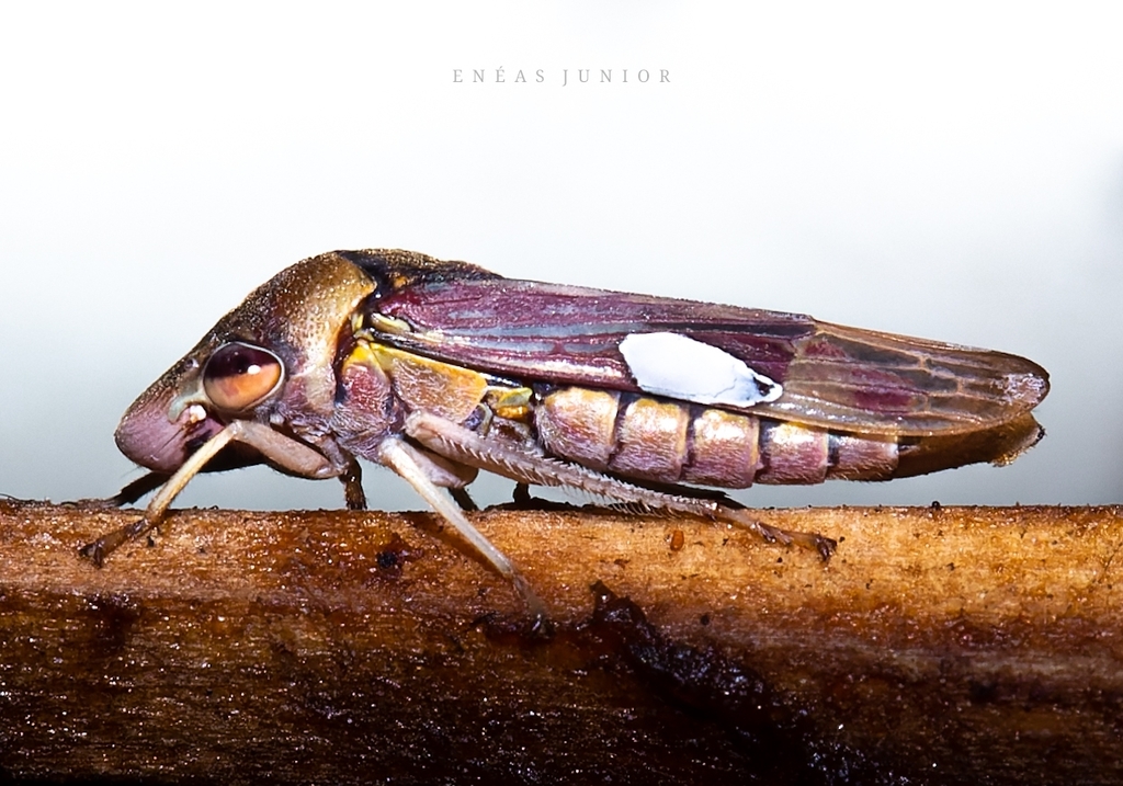 Proconiini from São Paulo, SP, Brasil on August 27, 2023 at 11:51 AM by ...