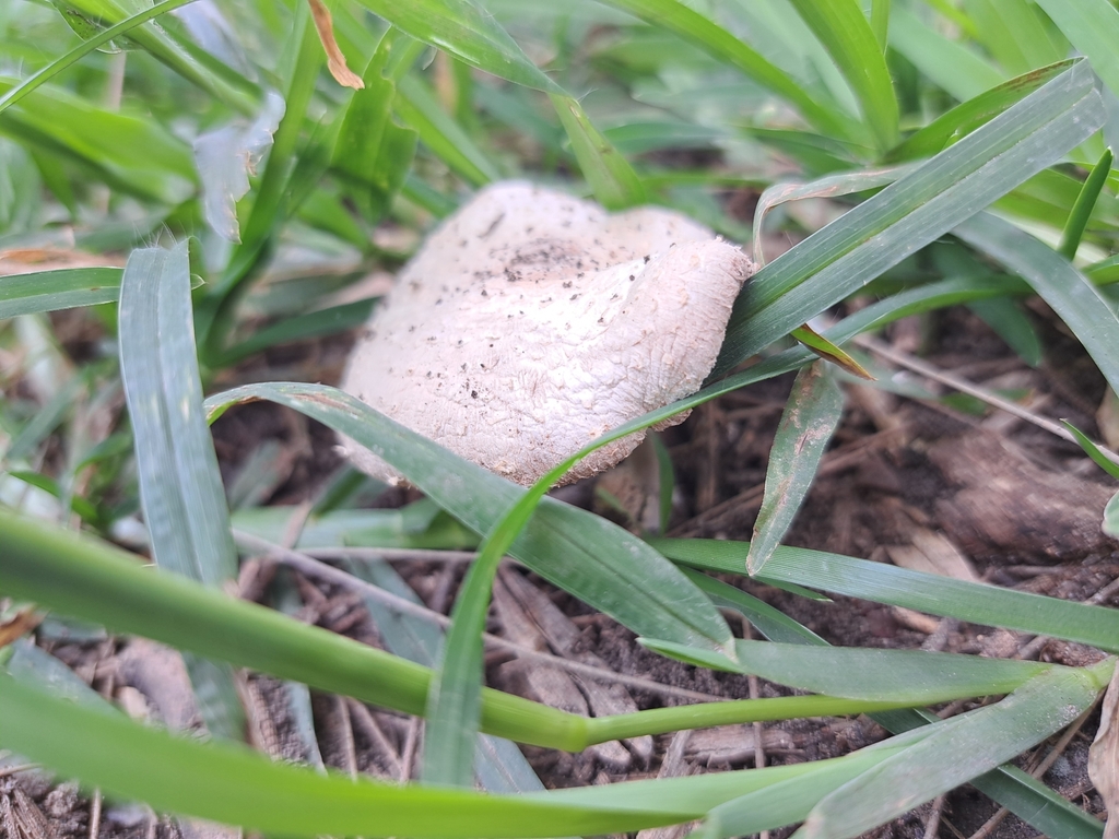 smoky dapperling from V2G7+R3, 36433 El Tepetate, Gto., México on ...