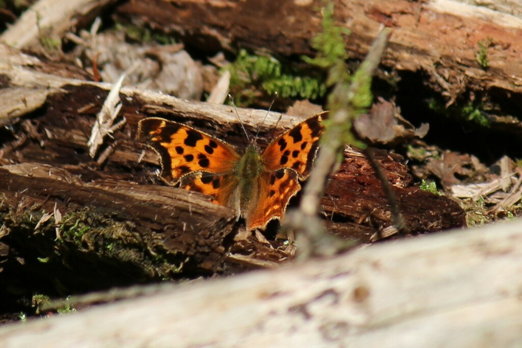 Green Comma from Thunder Bay, ON, Canada on August 27, 2023 at 02:44 PM ...