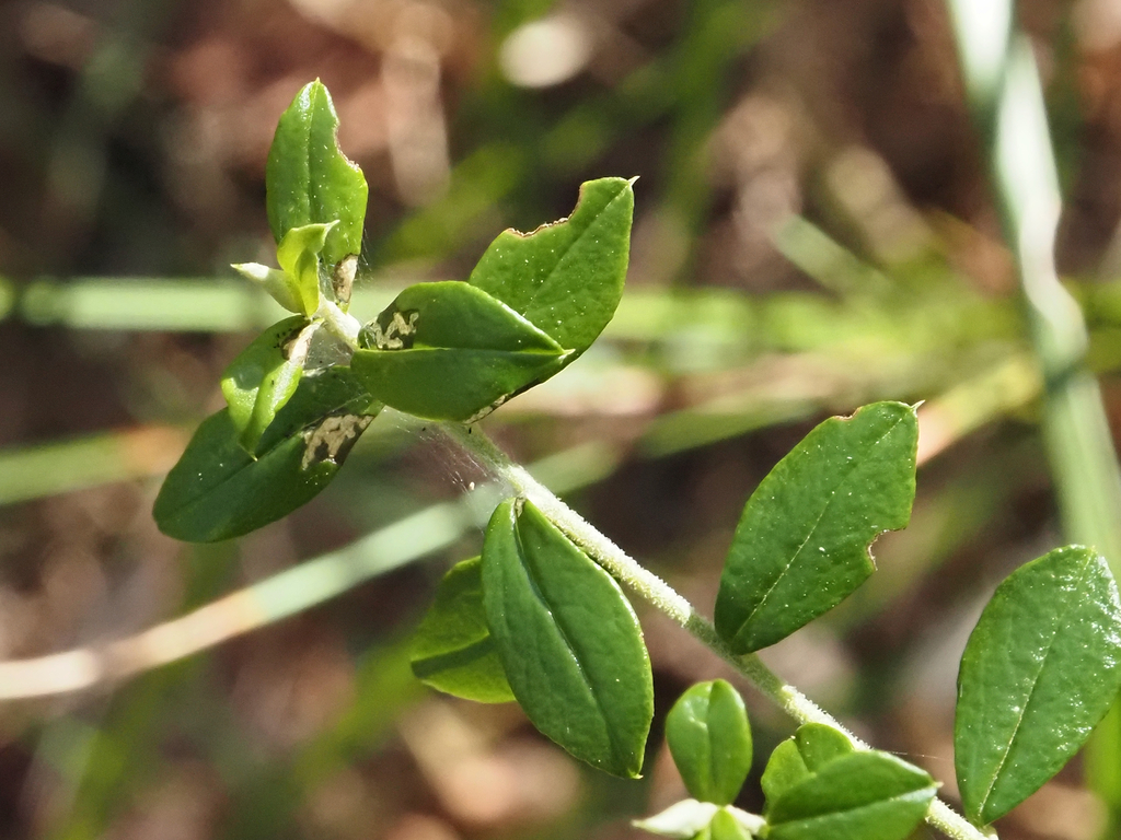 Cassinia subtropica from Nerang National Park QLD 4211, Australia on ...