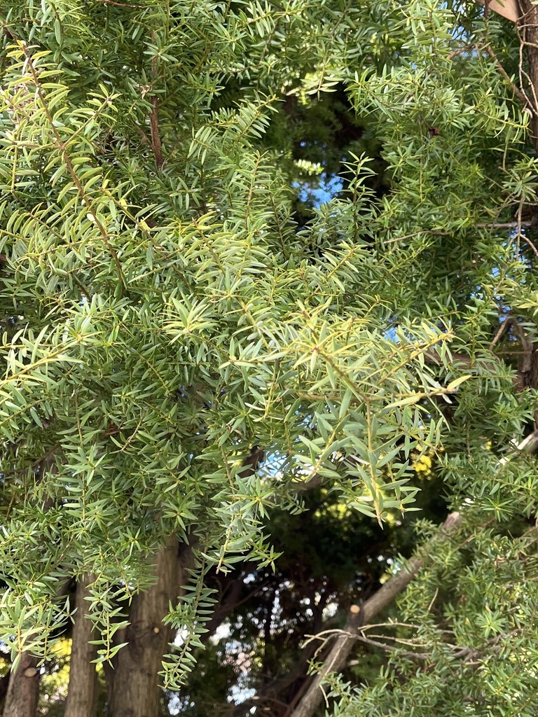 totara from North Island, Auckland, Auckland, NZ on August 28, 2023 at ...
