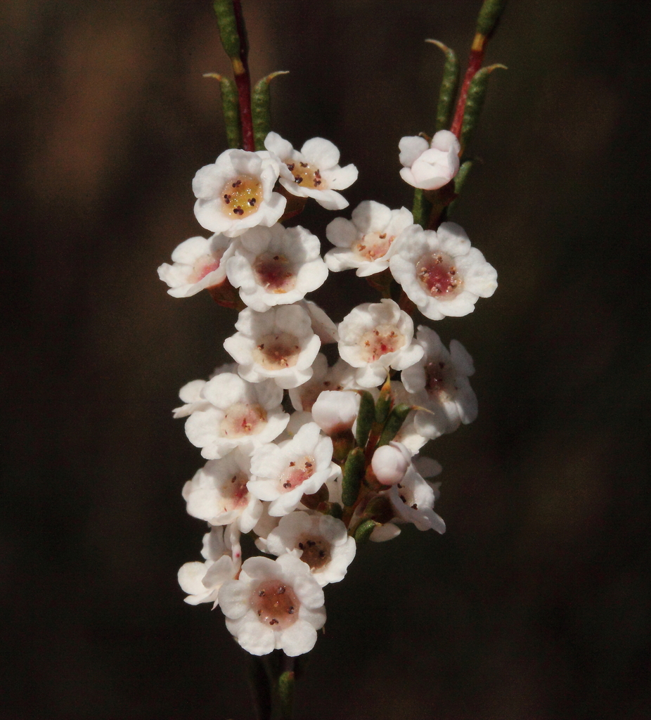 Thryptomene kochii from Carrabin WA 6423, Australia on September 15 ...