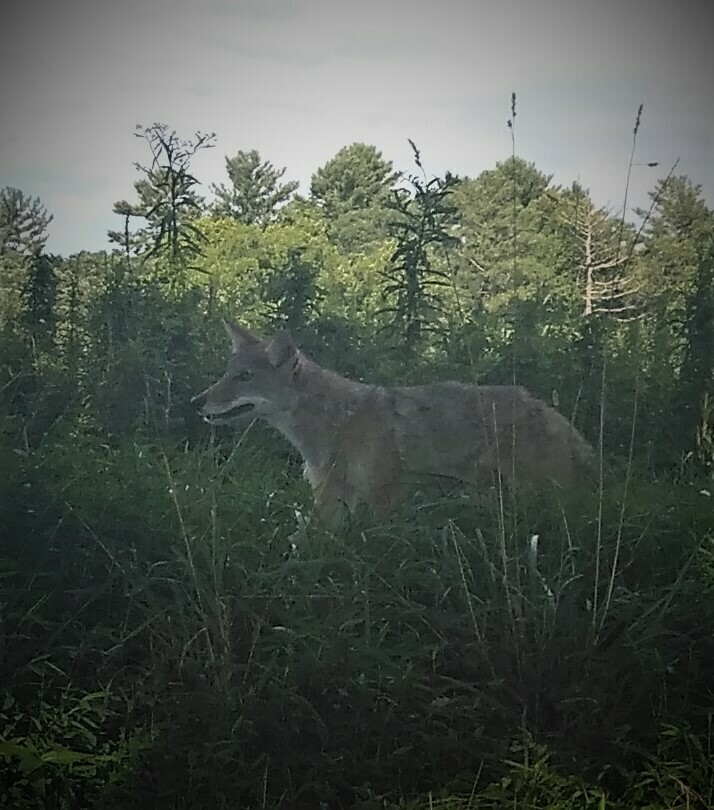 Coyote in August 2023 by hikeleconte. Cades cove loop Great smoky ...