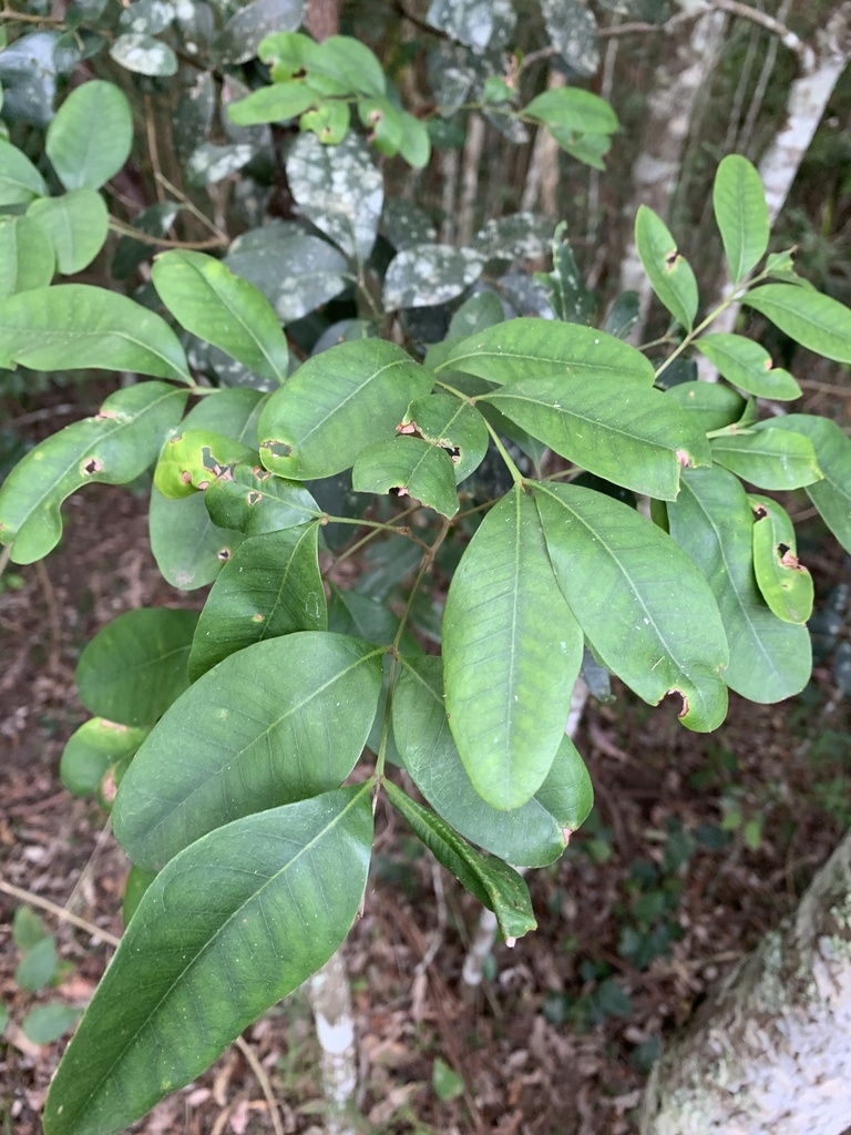 Guioa in February 2023 by dagarra · iNaturalist