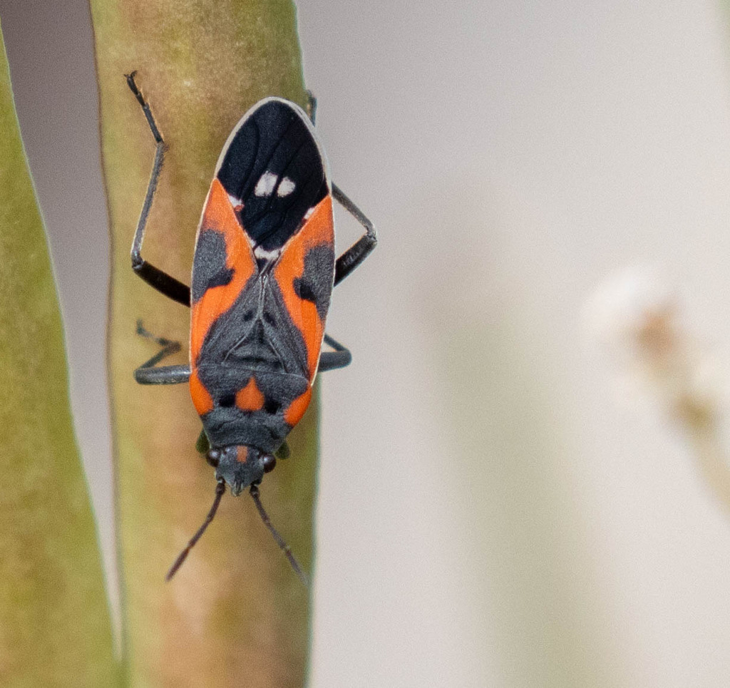 Small Milkweed Bug from Washoe County, NV, USA on August 21, 2023 at 10 ...