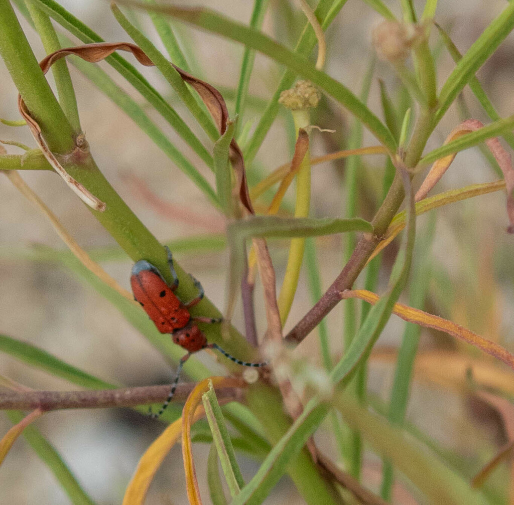 Milkweed Longhorn Beetles from Washoe County, NV, USA on August 21 ...