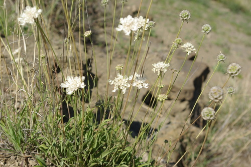 Scabiosa gumbetica · iNaturalist United Kingdom