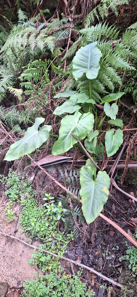 calla lily from Hazelbrook NSW 2779, Australia on August 28, 2023 at 01 ...