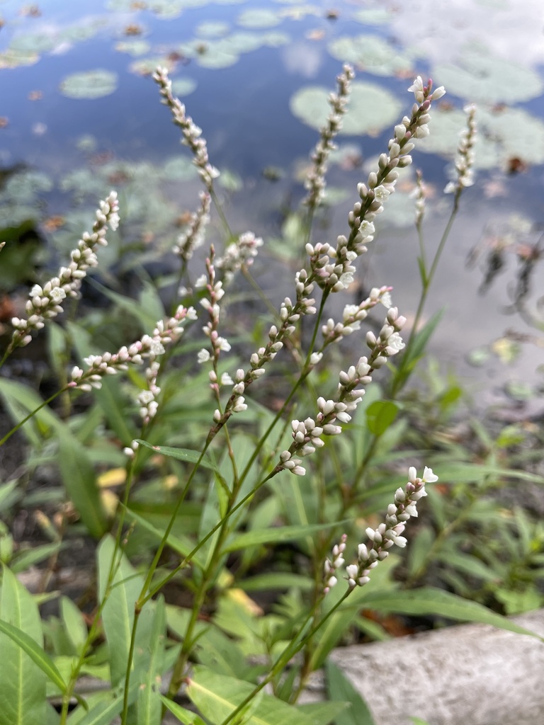 swamp smartweed from Gatehouse Rd, Tully, NY, US on August 27, 2023 at ...