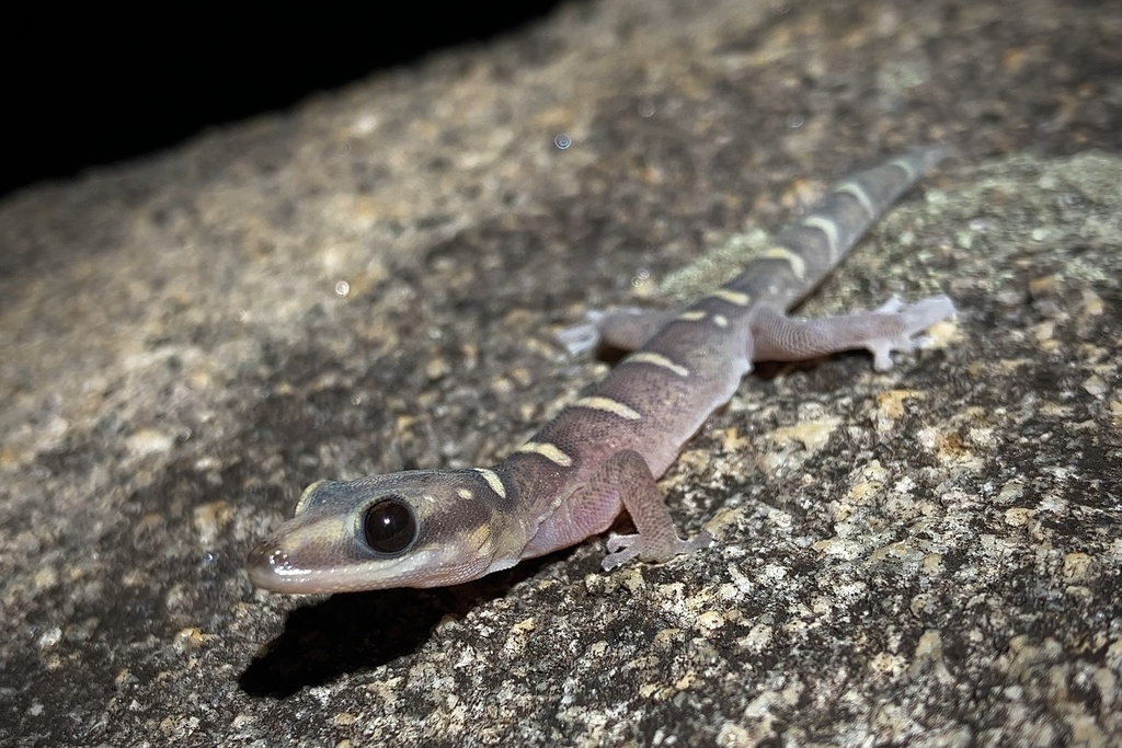 Blotched Gecko in August 2023 by aleckarcz · iNaturalist