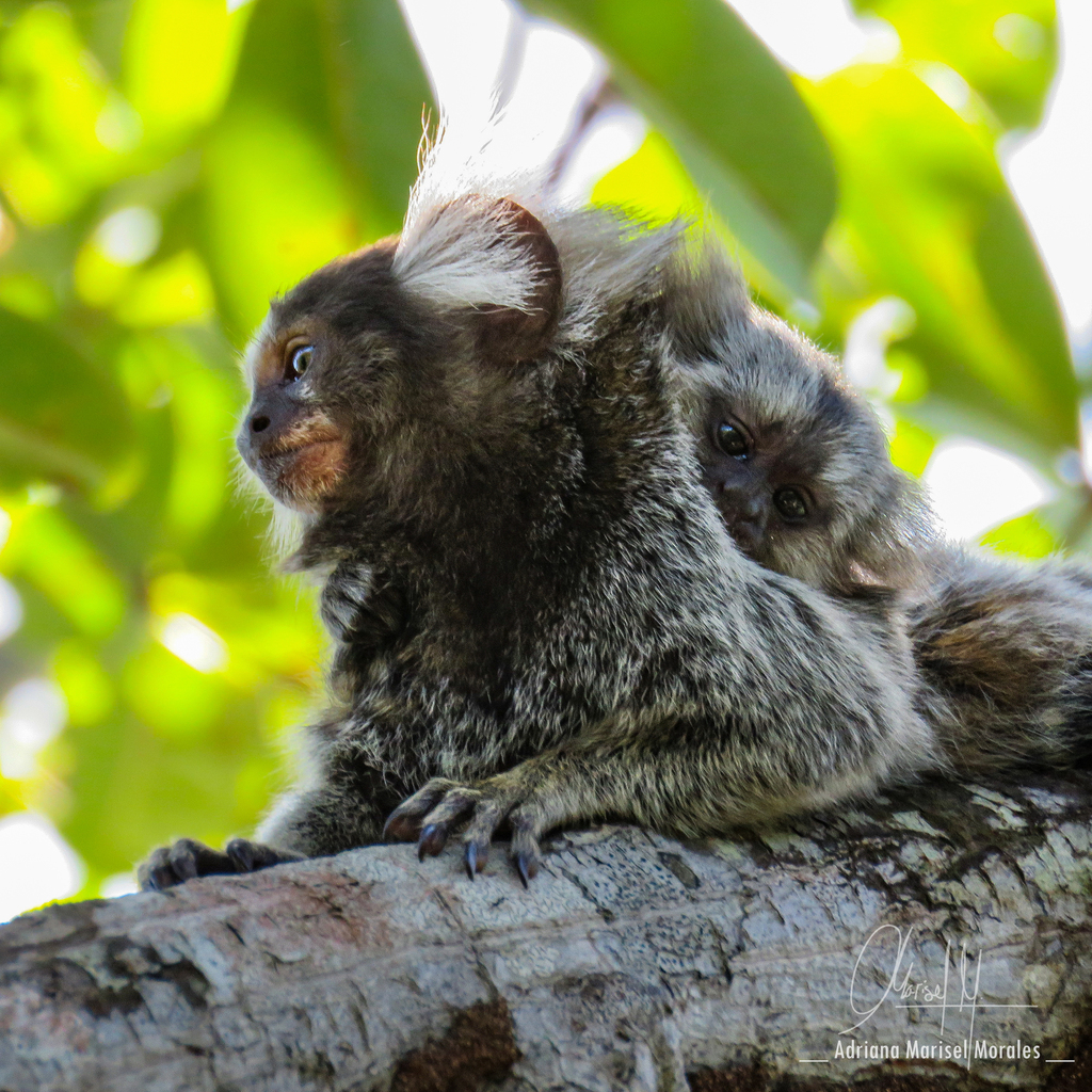 Common Marmoset from Tibau do Sul - State of Rio Grande do Norte, 59178-000, Brasil on August 4 ...