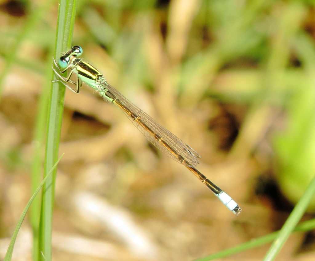 Desert Forktail from Crystal Beach Park, Woodward County OK on August ...