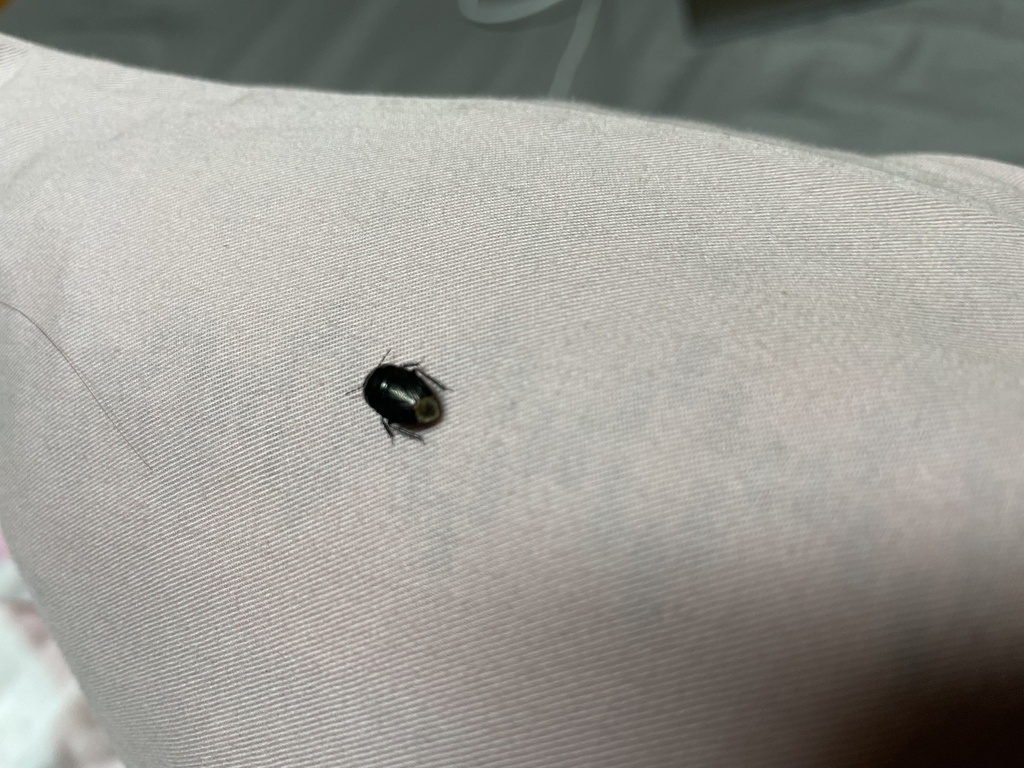 Burrowing Bugs in August 2023 by zeanenica · iNaturalist