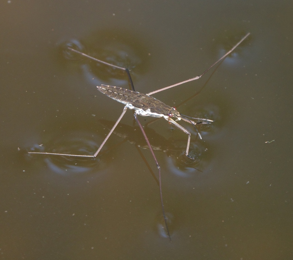 North American Common Water Strider from Mayes County, US-OK, US on May ...
