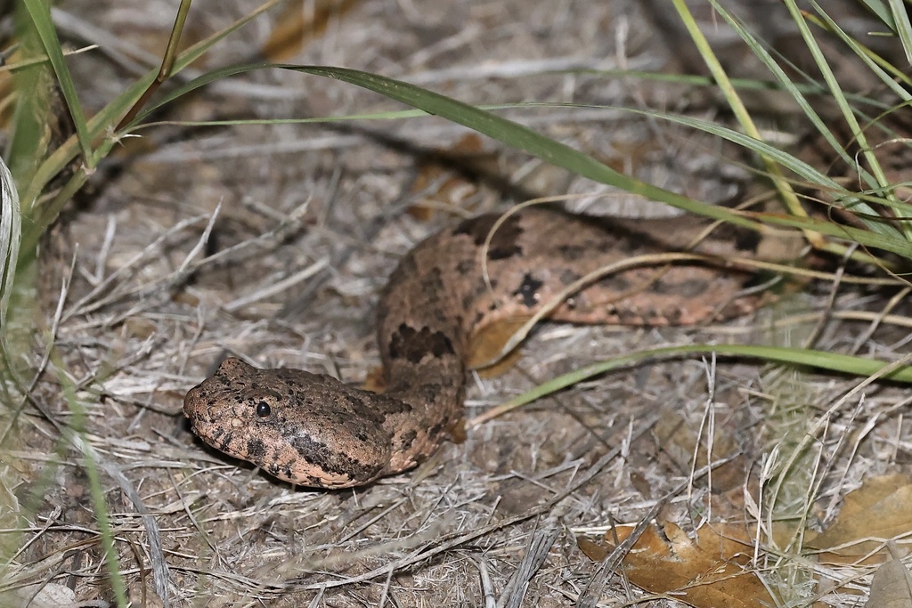 Mottled Rock Rattlesnake from Fort Davis, TX, US on August 26, 2023 at ...